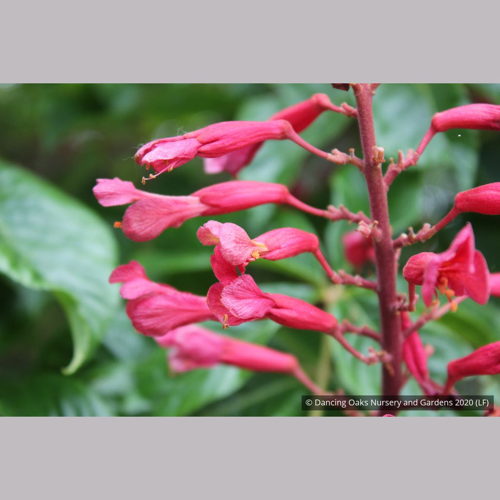 Aesculus pavia, Red Buckeye – Dancing Oaks Nursery and Gardens