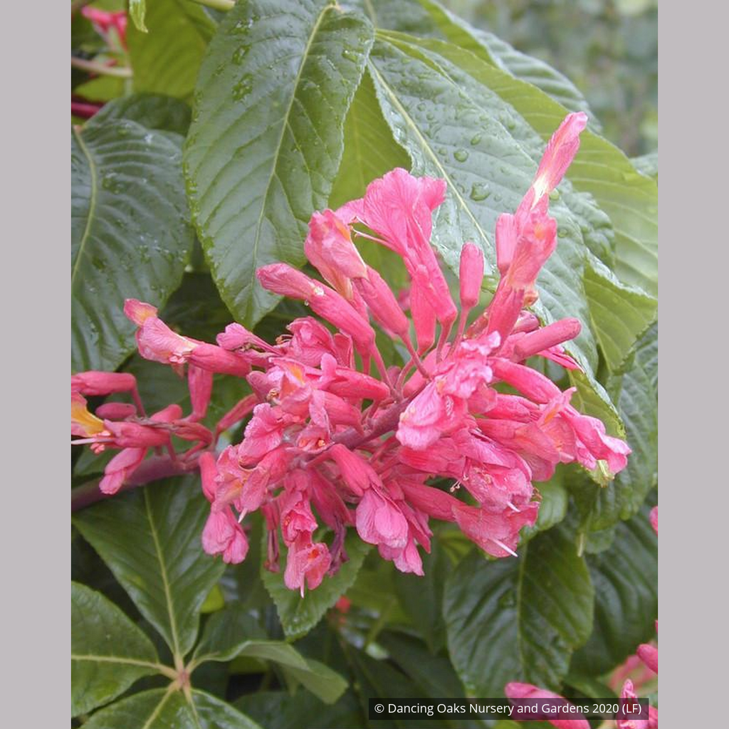 Aesculus pavia, Red Buckeye – Dancing Oaks Nursery and Gardens