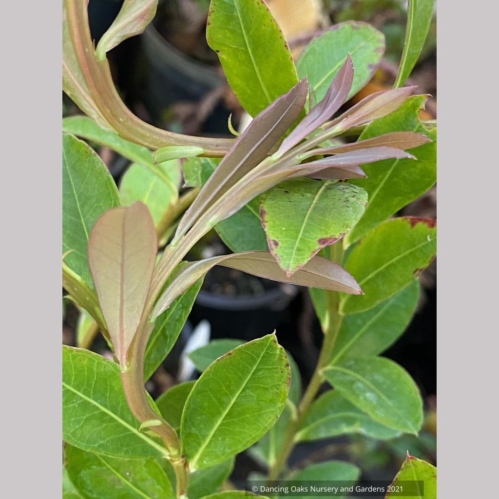 Agapetes species AP2018-96, Himalayan Lanterns – Dancing Oaks Nursery ...