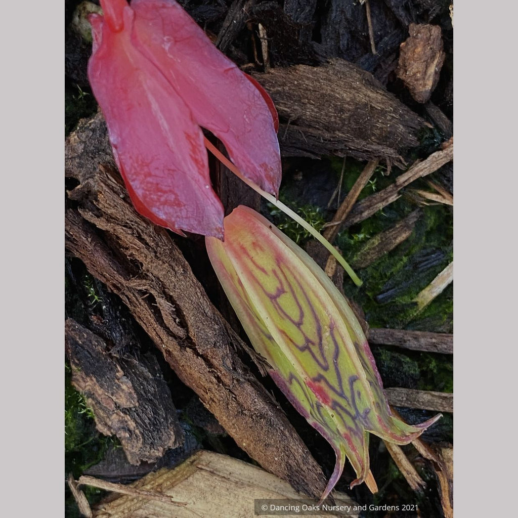 Agapetes species AP2018-96, Himalayan Lanterns – Dancing Oaks Nursery ...