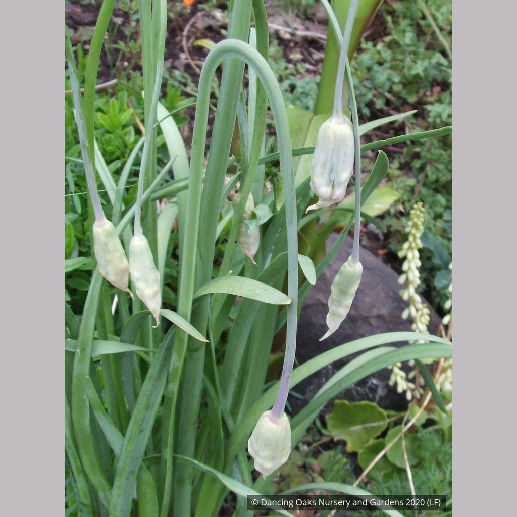 Allium cernuum - dark pink selection, Nodding Onion – Dancing Oaks ...