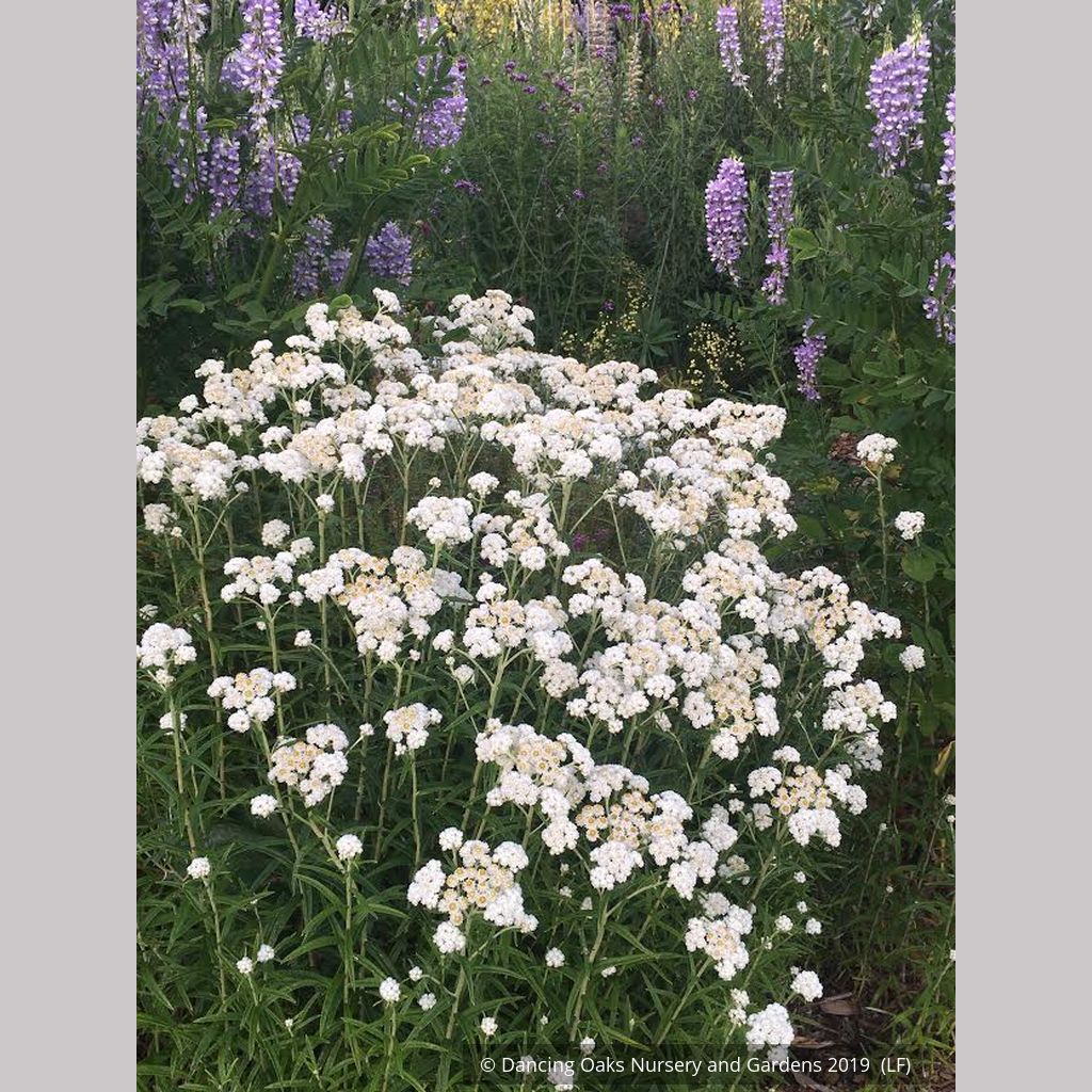 Anaphalis margaritacea, Pearly Everlasting – Dancing Oaks Nursery and ...