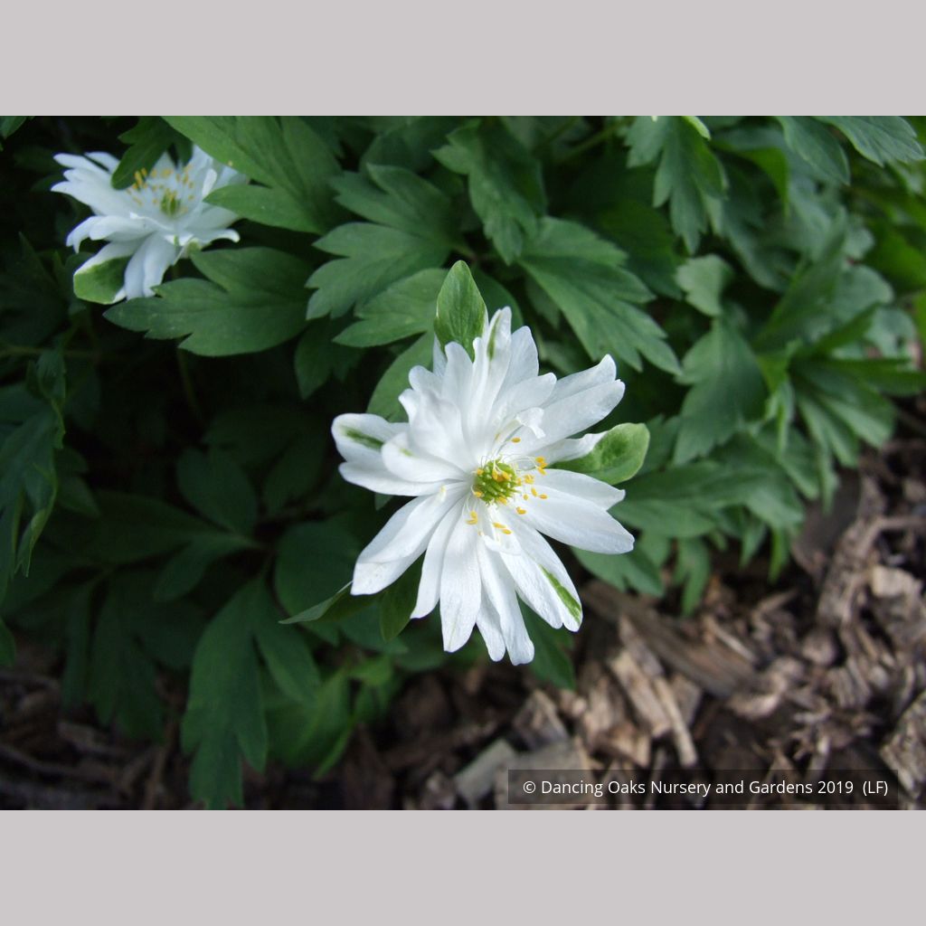 Anemone nemorosa 'Bracteata Pleniflora', Wood Anemone or Windflower ...
