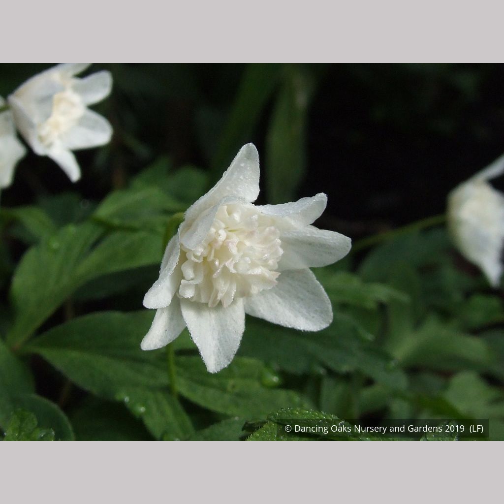 Anemone nemorosa 'Alba Plena', Windflower – Dancing Oaks Nursery and ...