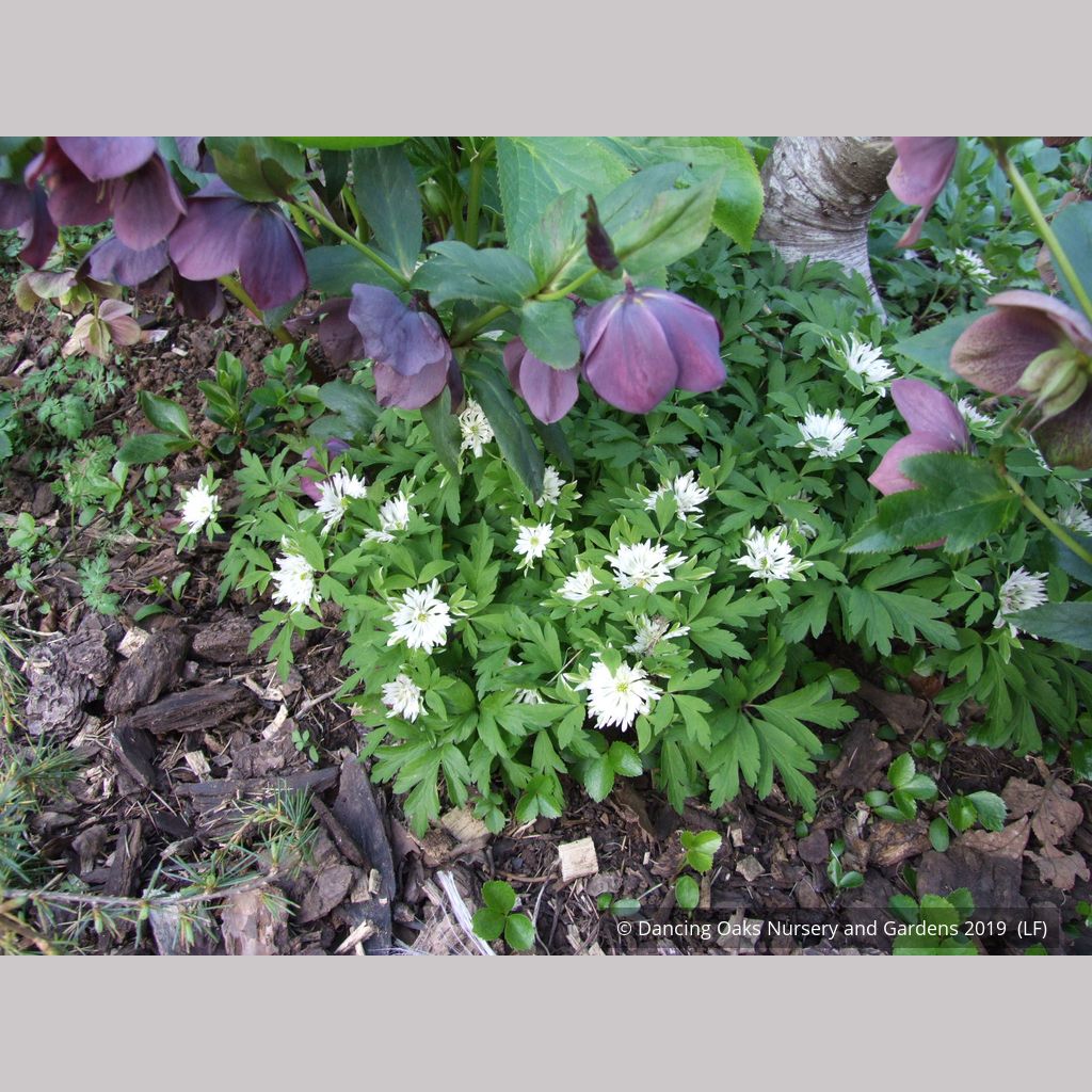 Anemone nemorosa 'Bracteata Pleniflora', Wood Anemone or Windflower ...