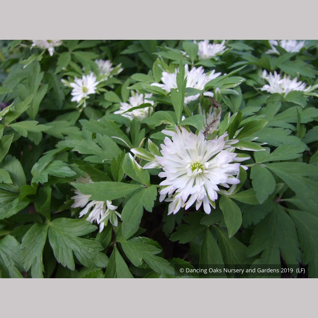 Anemone nemorosa 'Bracteata Pleniflora', Wood Anemone or Windflower ...