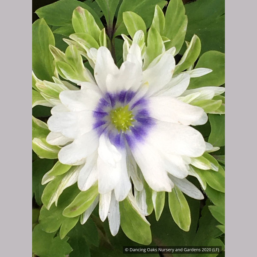 Anemone nemorosa 'Bracteata Pleniflora', Wood Anemone or Windflower ...