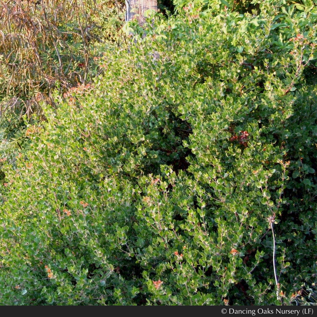 Arctostaphylos x 'Sunset', Manzanita – Dancing Oaks Nursery and Gardens