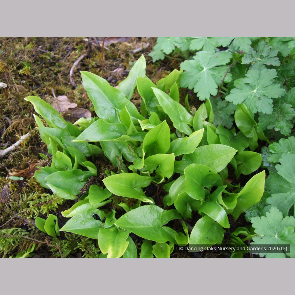 Arisarum proboscideum, Mouse Tails – Dancing Oaks Nursery and Gardens