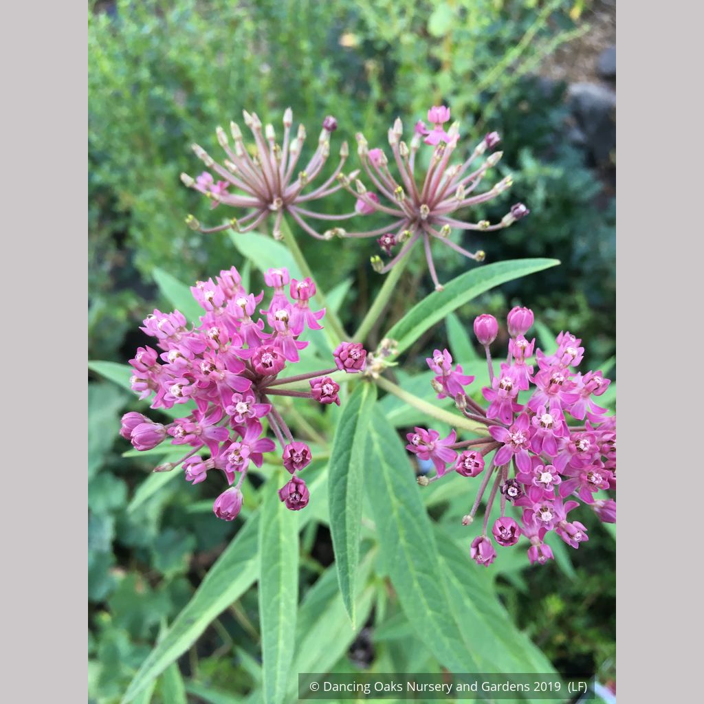 Asclepias incarnata, Swamp Milkweed or Rose Milkweed – Dancing Oaks ...