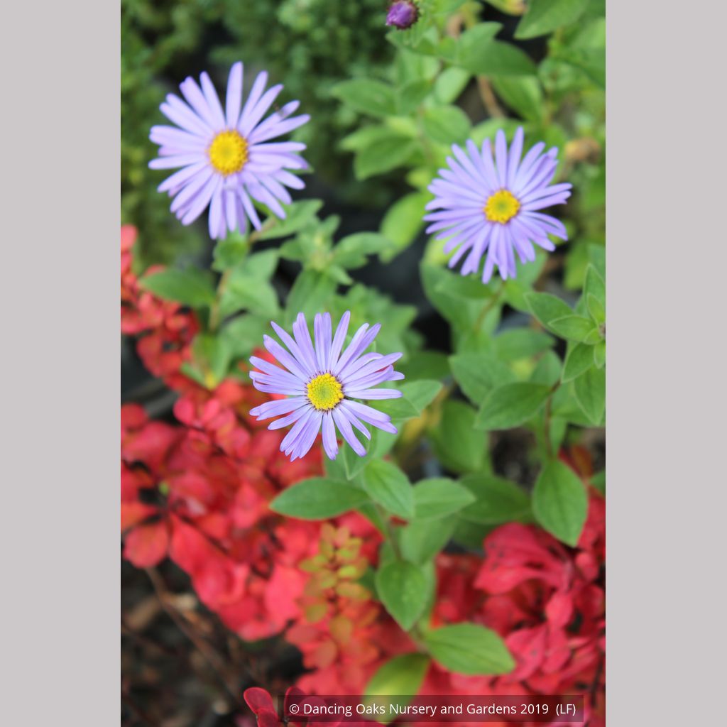 Aster x frikartii 'Mönch' ('Monch'), Frikart's aster – Dancing Oaks ...