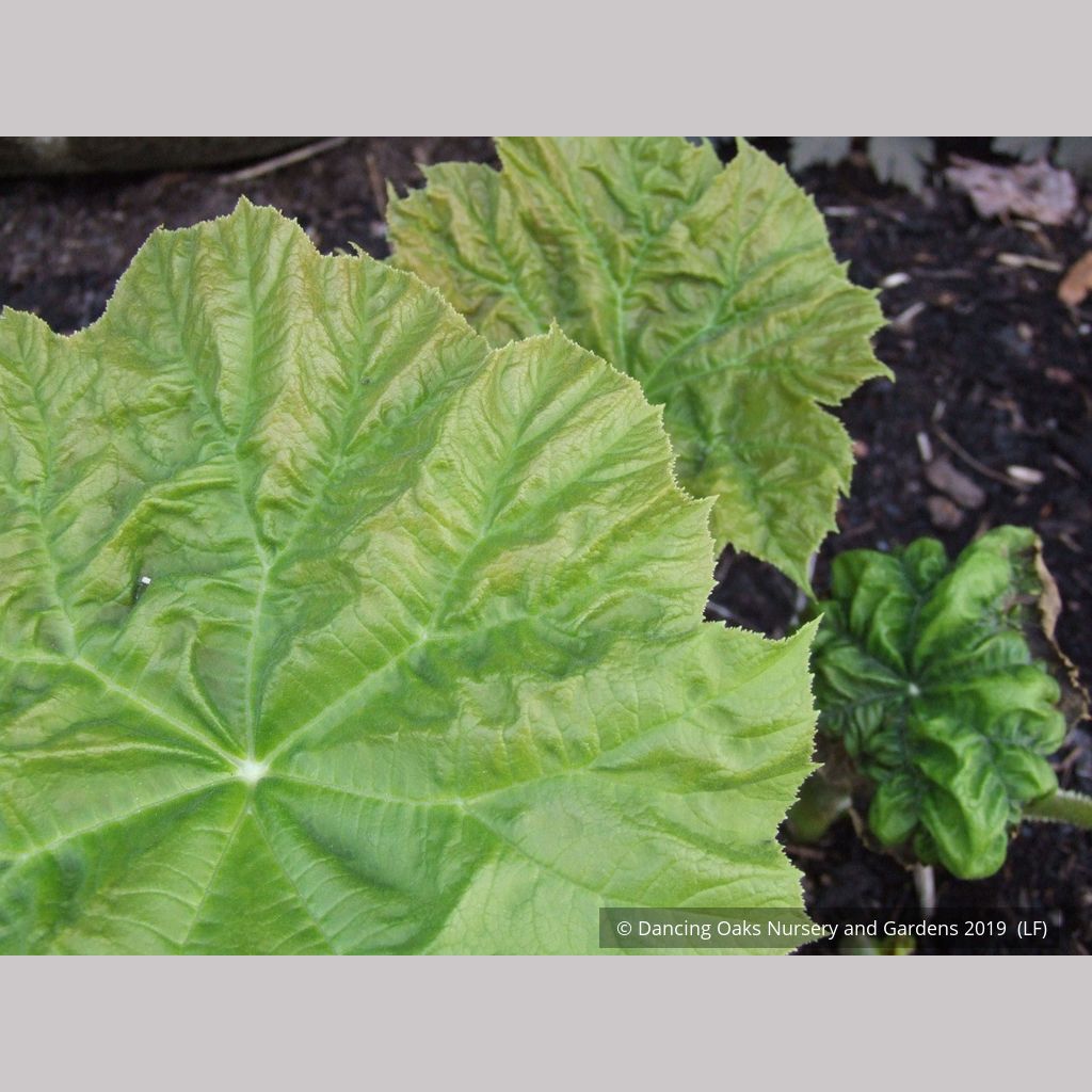 Astilboides tabularis (syn. Rodgersia tabularis) – Dancing Oaks Nursery ...