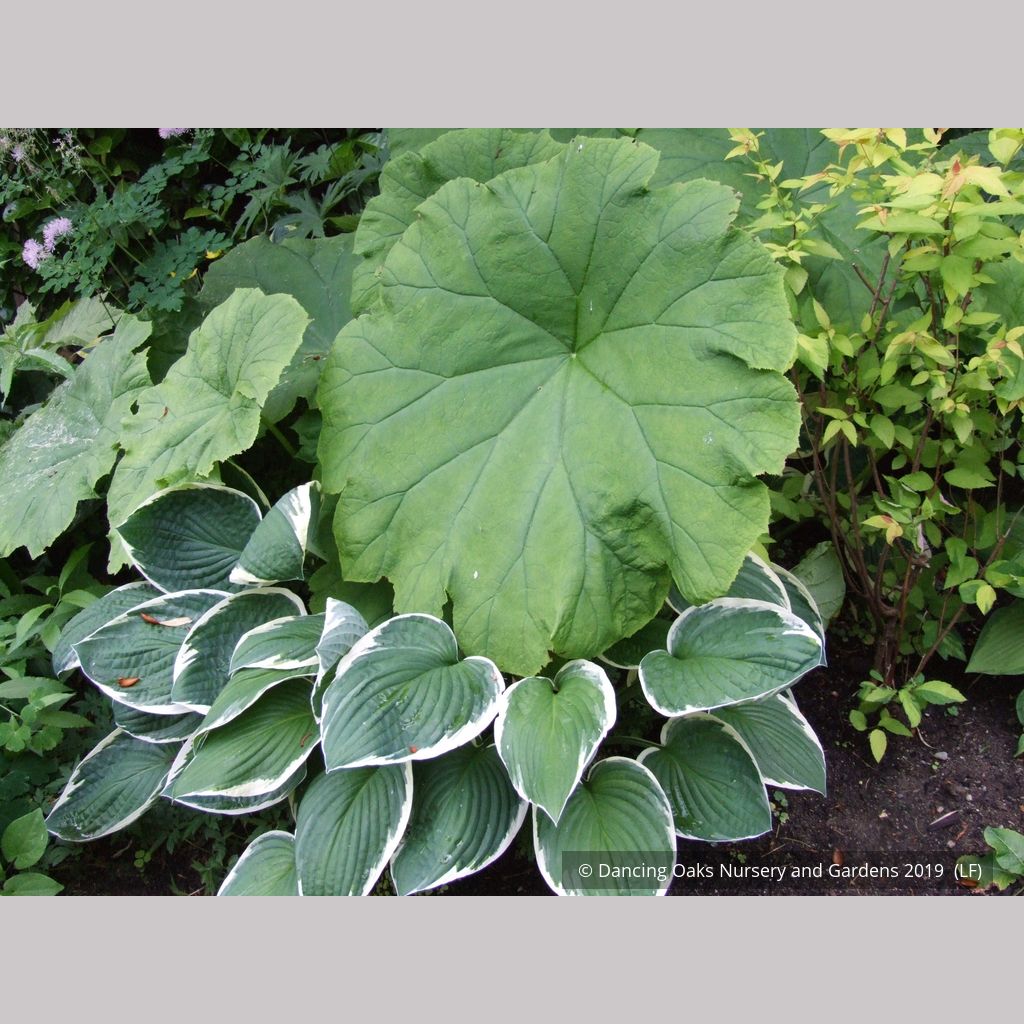 Astilboides tabularis (syn. Rodgersia tabularis) – Dancing Oaks Nursery ...