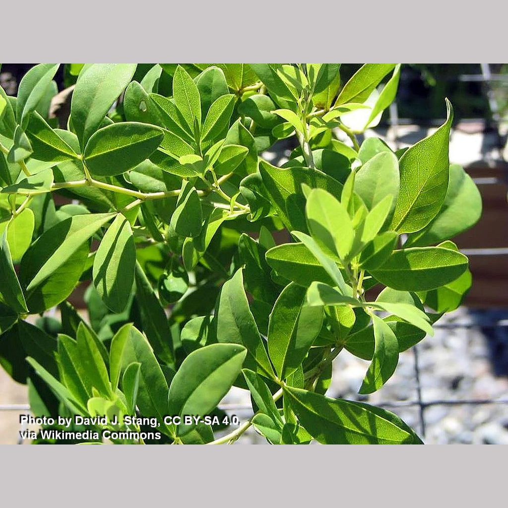 Baptisia alba, White Wild Indigo – Dancing Oaks Nursery and Gardens