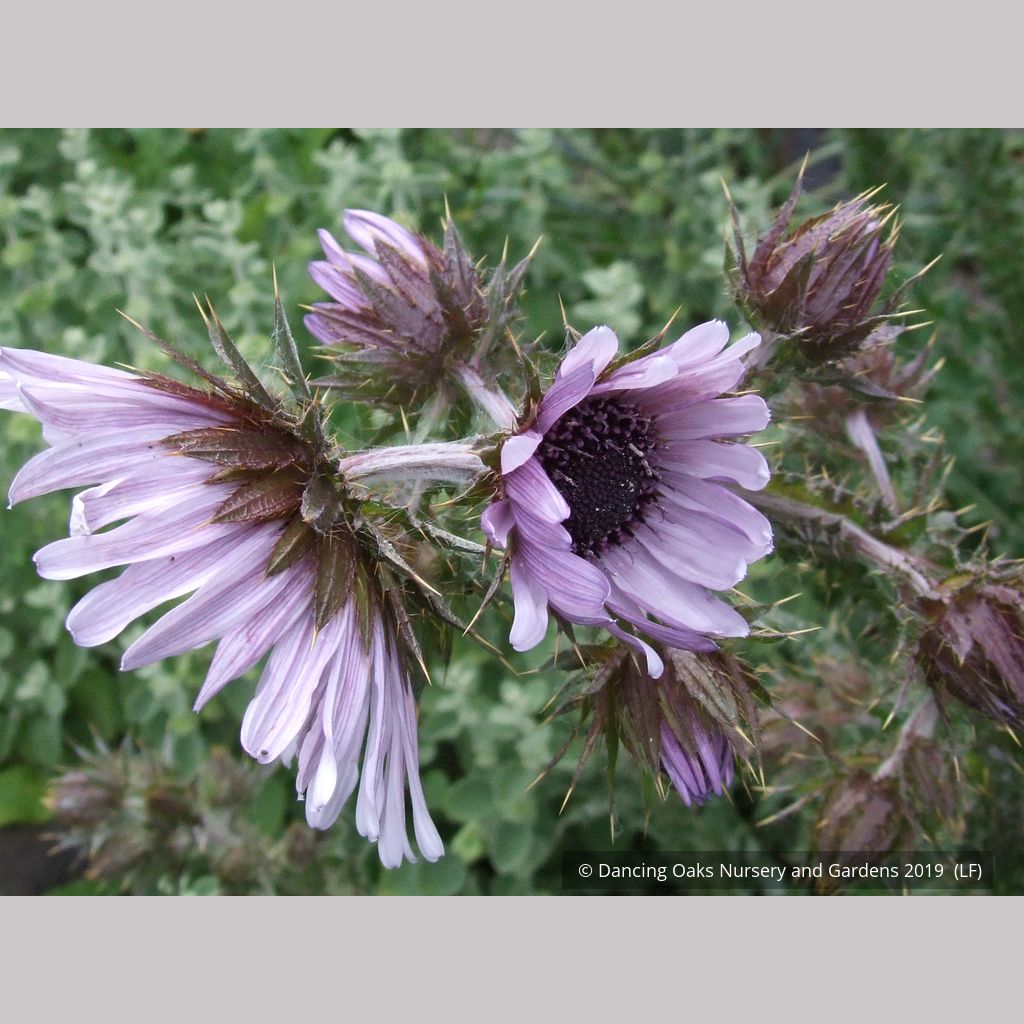Berkheya purpurea, South African Thistle – Dancing Oaks Nursery and Gardens