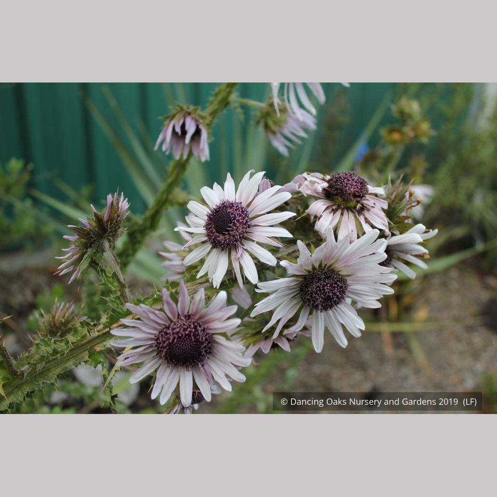 Berkheya purpurea, South African Thistle – Dancing Oaks Nursery and Gardens