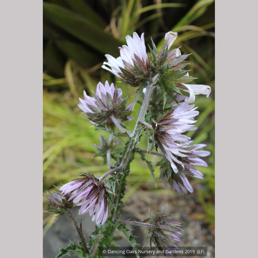Berkheya purpurea, South African Thistle – Dancing Oaks Nursery and Gardens