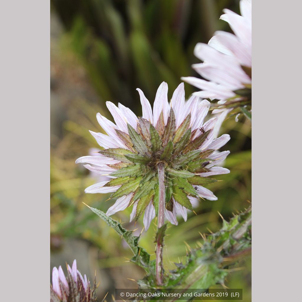 Berkheya purpurea, South African Thistle – Dancing Oaks Nursery and Gardens