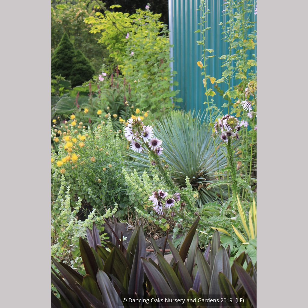 Berkheya purpurea, South African Thistle – Dancing Oaks Nursery and Gardens