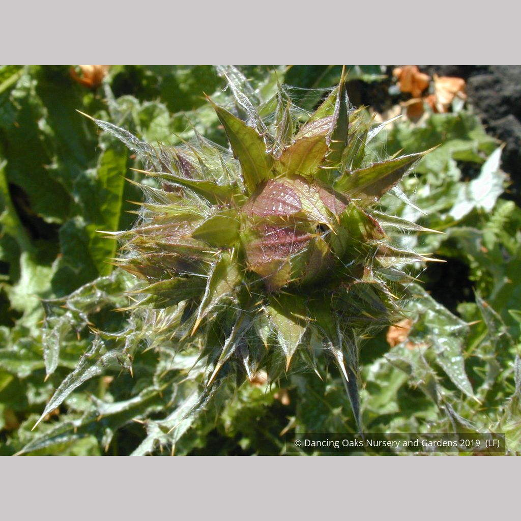 Berkheya purpurea, South African Thistle – Dancing Oaks Nursery and Gardens