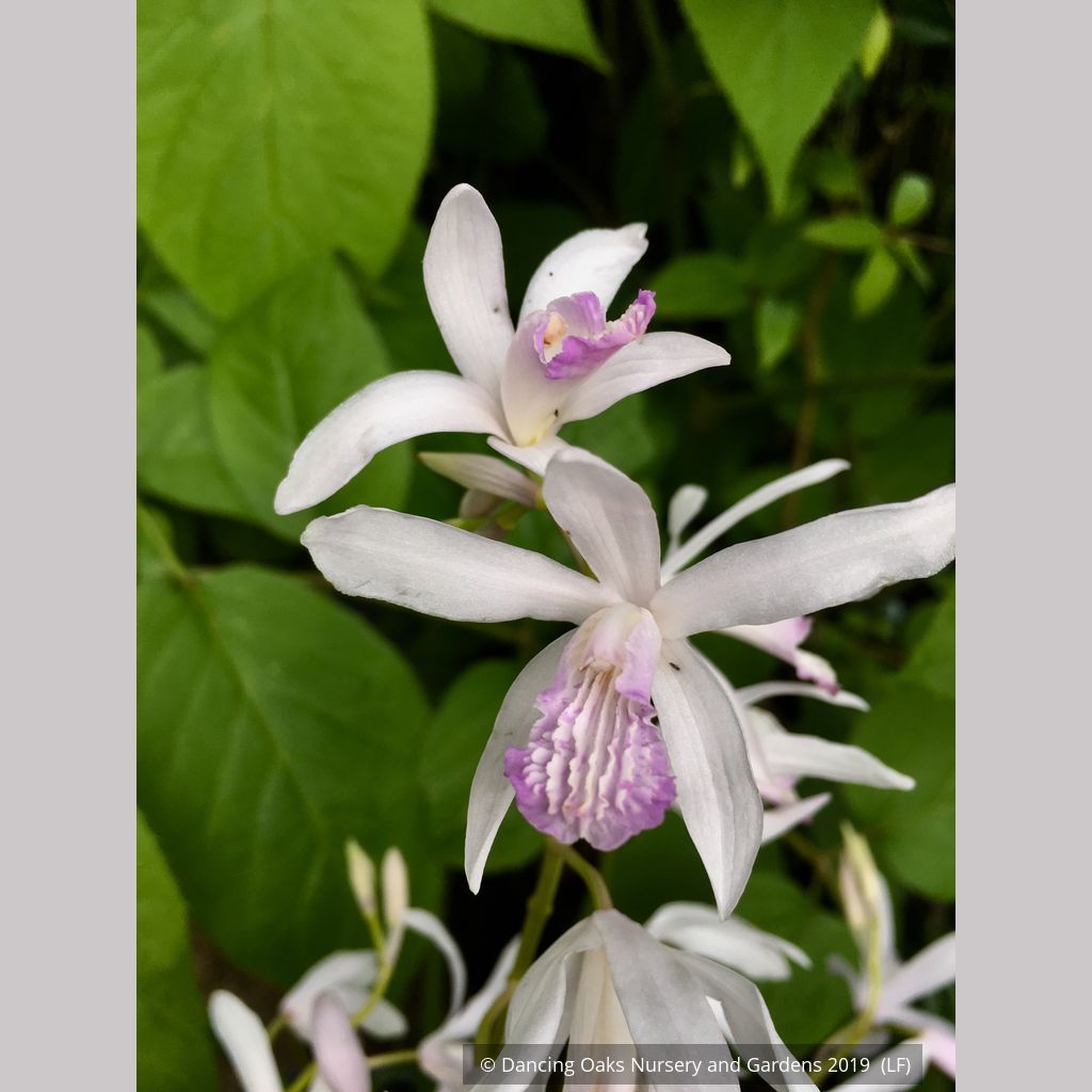 Bletilla striata 'Pink Snow', Hardy Ground Orchid – Dancing Oaks ...