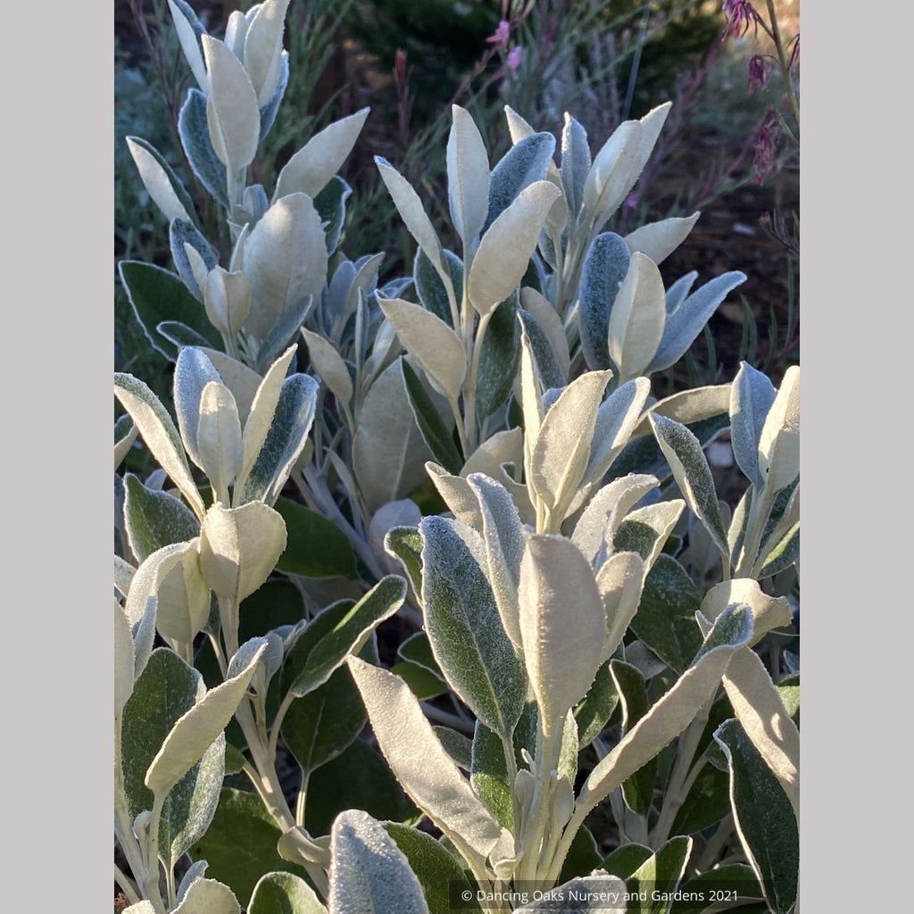 Brachyglottis greyi (syn. Senecio greyi), Daisy Bush – Dancing Oaks ...