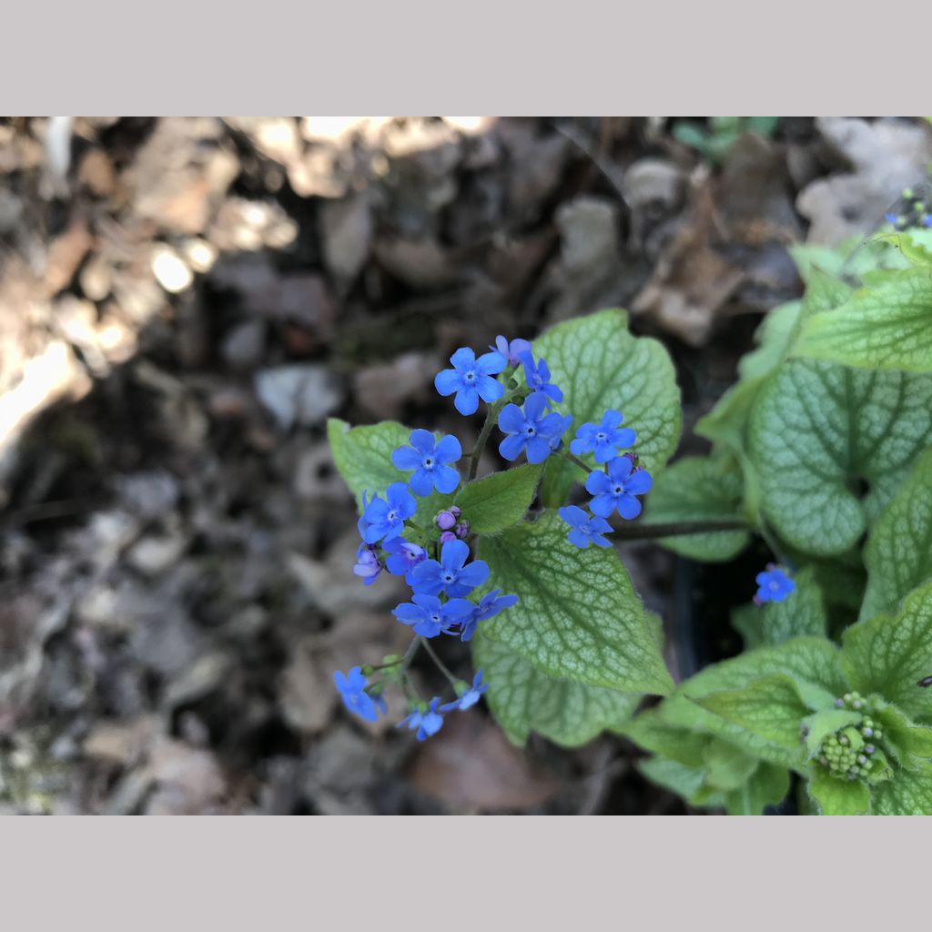 Brunnera 'Alexander's Great' PPAF, Alexander's Great Brunnera – Dancing ...