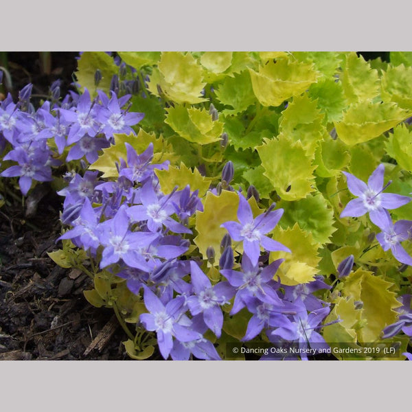 Campanula garganica 'Dickson's Gold', Adriatic Bellflower – Dancing ...