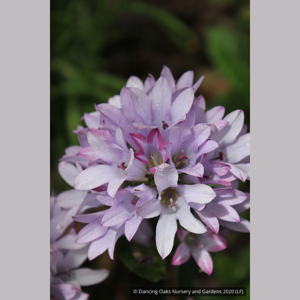 Campanula glomerata 'Caroline' – Dancing Oaks Nursery and Gardens