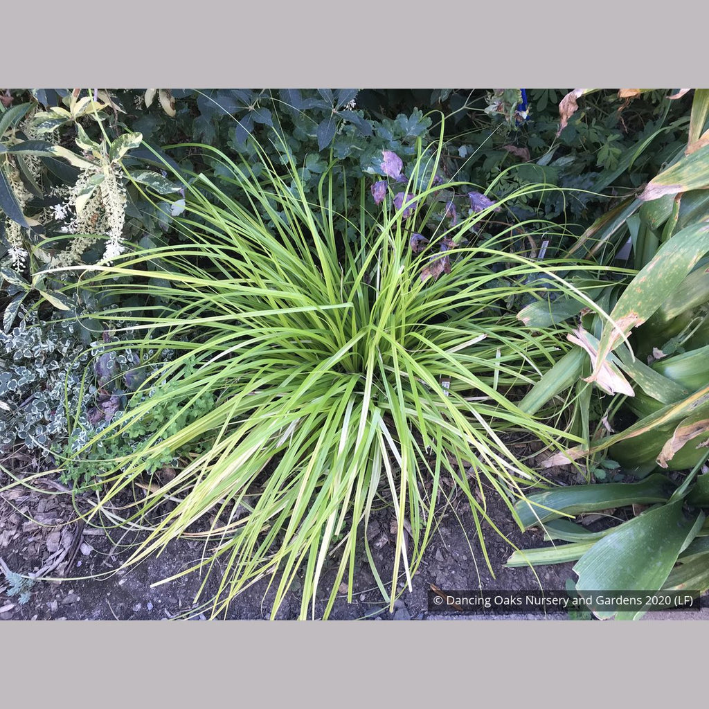 Carex oshimensis EverColor® 'Everillo', Golden Japanese Sedge – Dancing ...