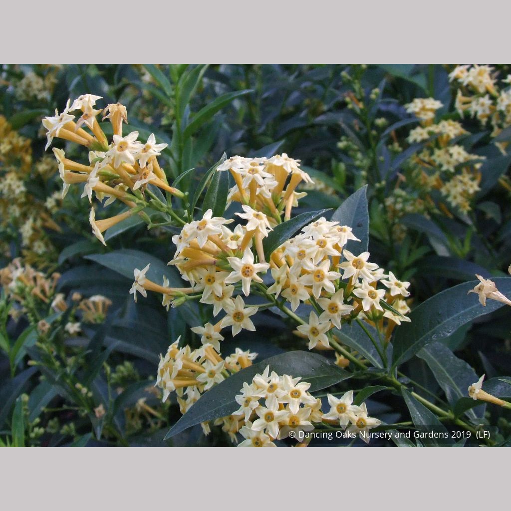 Cestrum parqui, Willow-Leaved Jessamine – Dancing Oaks Nursery and Gardens