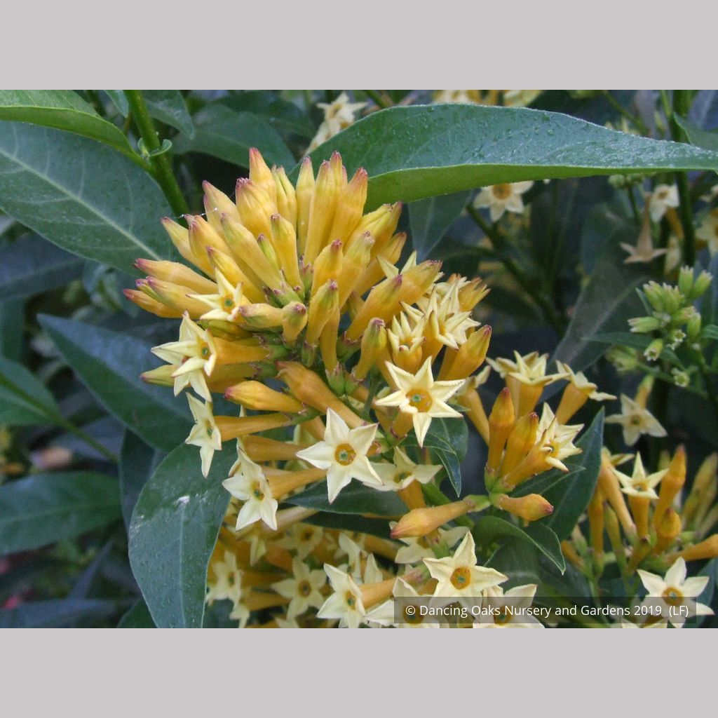 Cestrum parqui, Willow-Leaved Jessamine – Dancing Oaks Nursery and Gardens