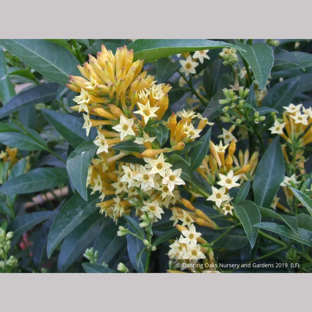 Cestrum parqui, Willow-Leaved Jessamine – Dancing Oaks Nursery and Gardens