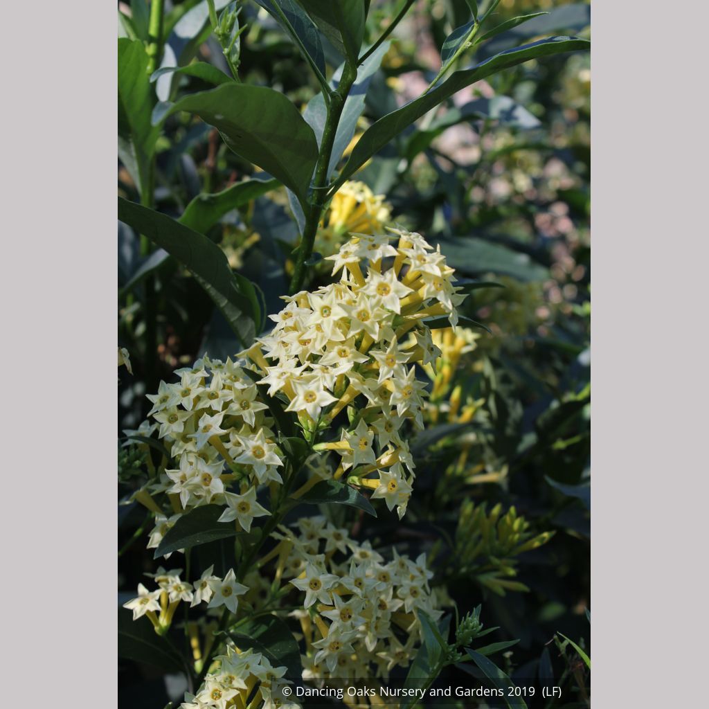 Cestrum parqui, Willow-Leaved Jessamine – Dancing Oaks Nursery and Gardens