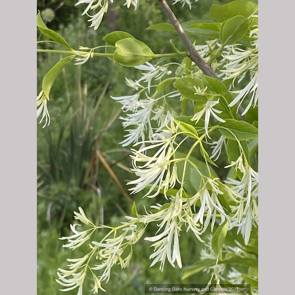 Chionanthus virginicus, Fringe Tree – Dancing Oaks Nursery and Gardens