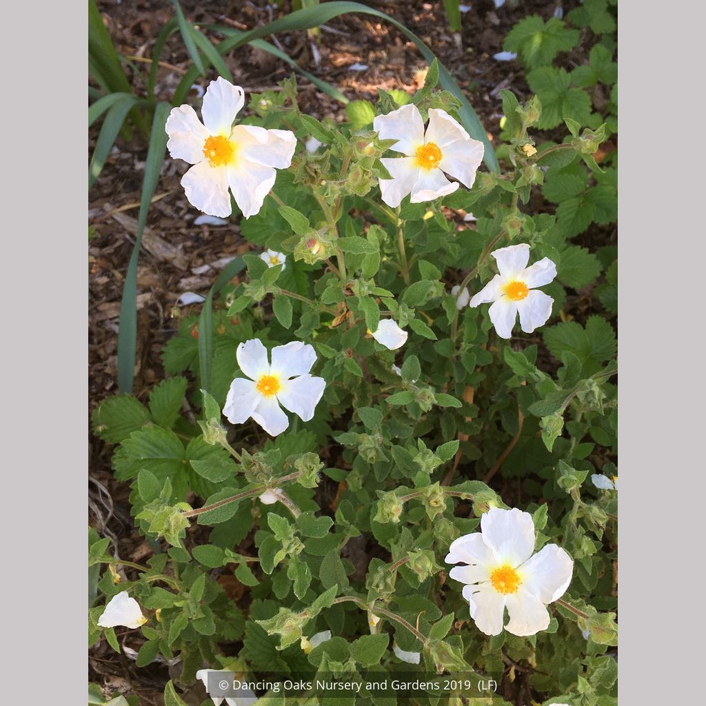 Cistus creticus 'Tania Compton', Rock Rose – Dancing Oaks Nursery and ...