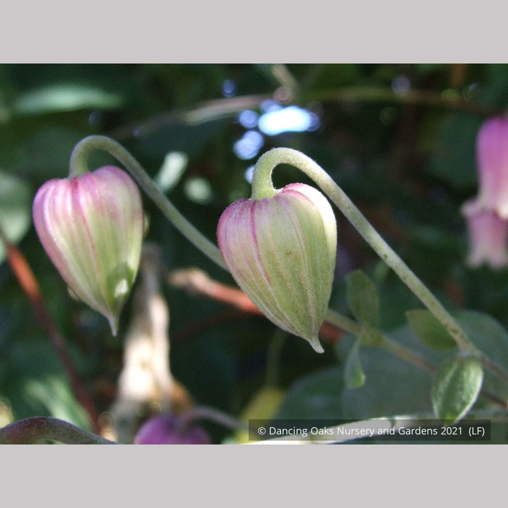 Clematis viorna, Leather Flower, Vase Vine – Dancing Oaks Nursery and ...