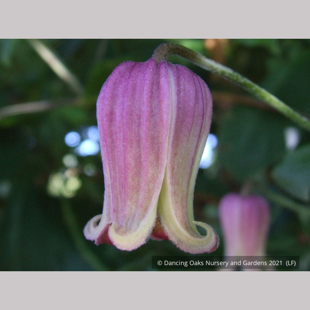Clematis viorna, Leather Flower, Vase Vine – Dancing Oaks Nursery and ...