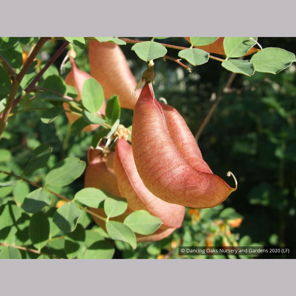 Colutea x media, Bladder Senna – Dancing Oaks Nursery and Gardens