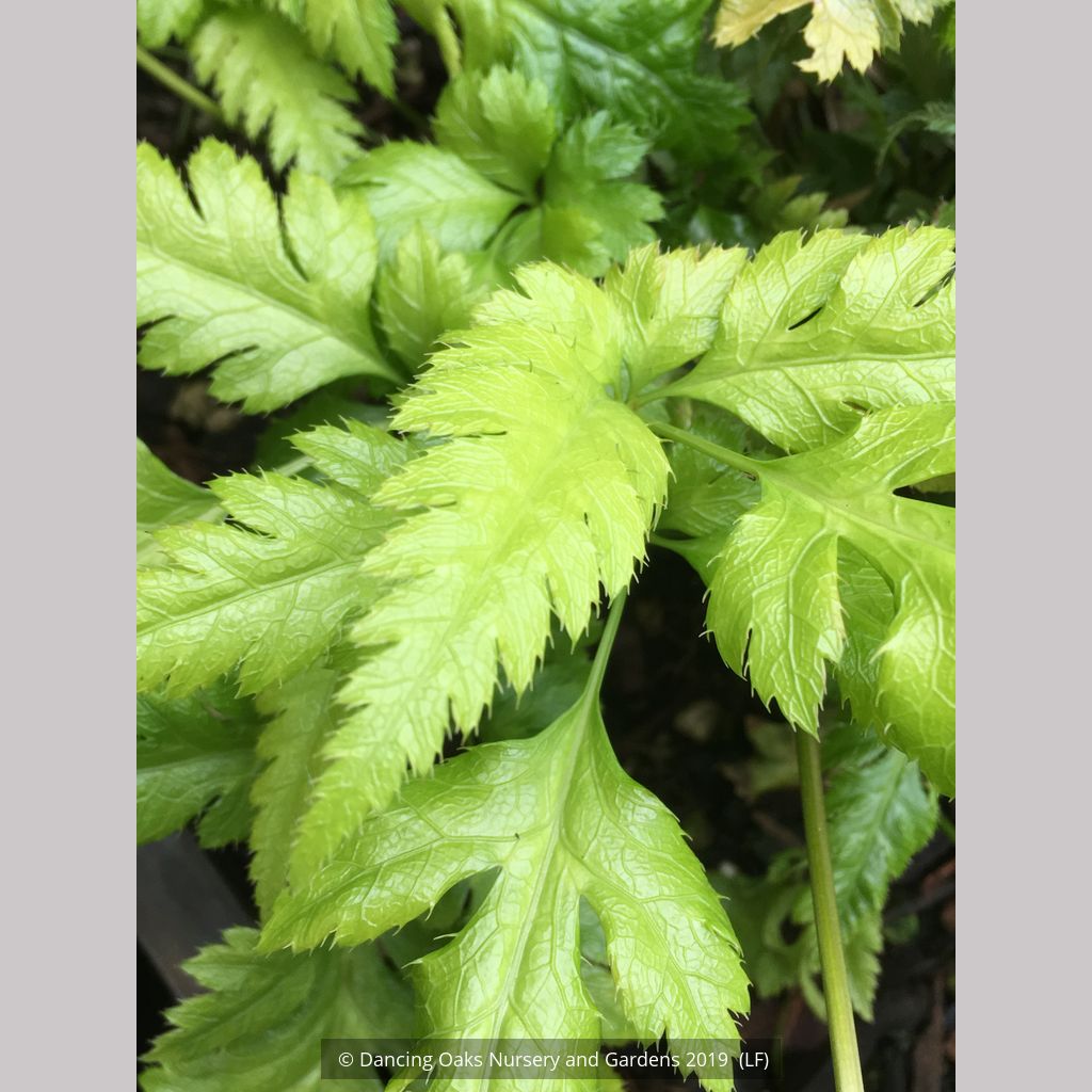 Coptis omeiensis, Chinese Goldthread – Dancing Oaks Nursery and Gardens