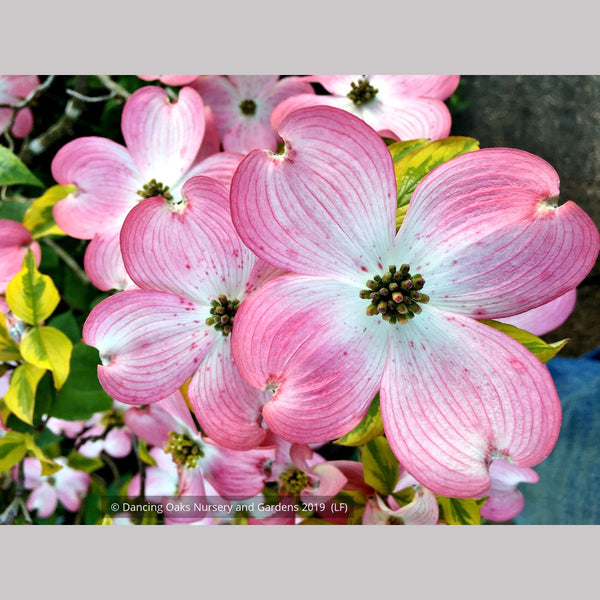Cornus florida 'Cherokee Sunset', Variegated Dogwood, No shipping FL ...