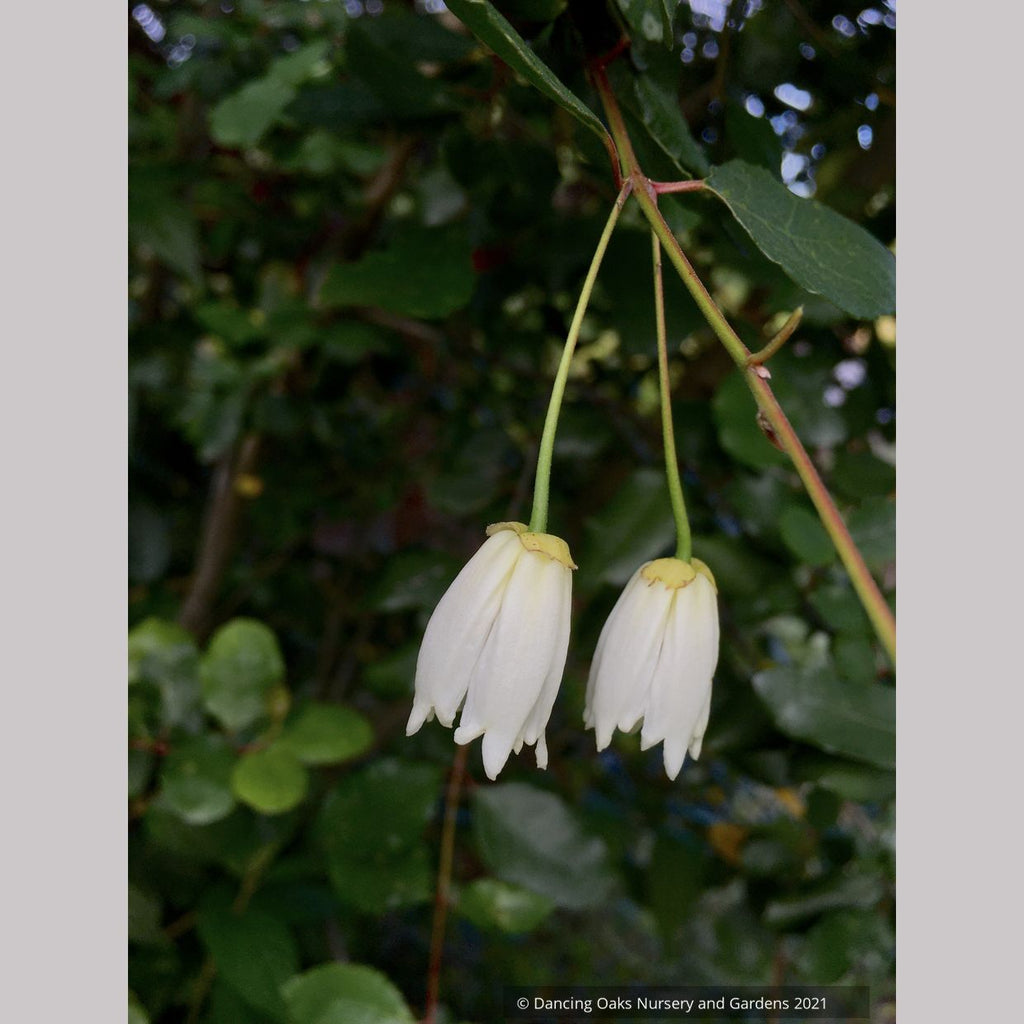 Crinodendron patagua Evergreen Lily of the Valley Tree – Dancing Oaks ...