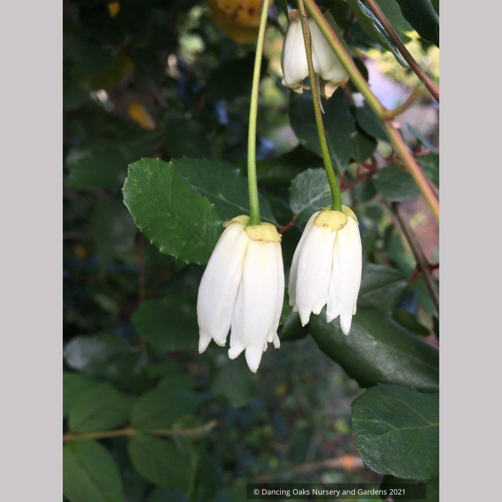 Crinodendron patagua Evergreen Lily of the Valley Tree – Dancing Oaks ...
