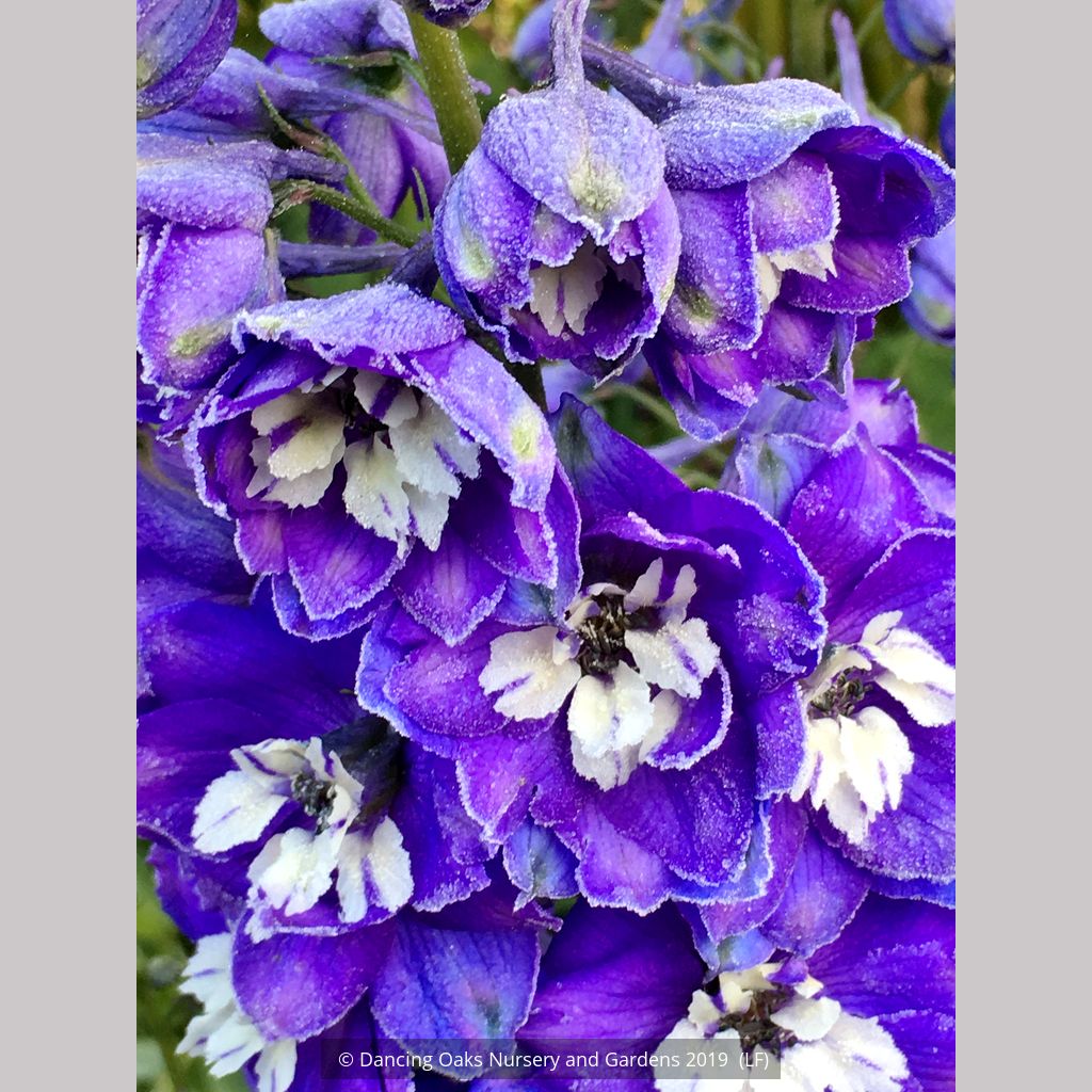 Delphinium elata 'New Heights', Delphinium – Dancing Oaks Nursery and ...