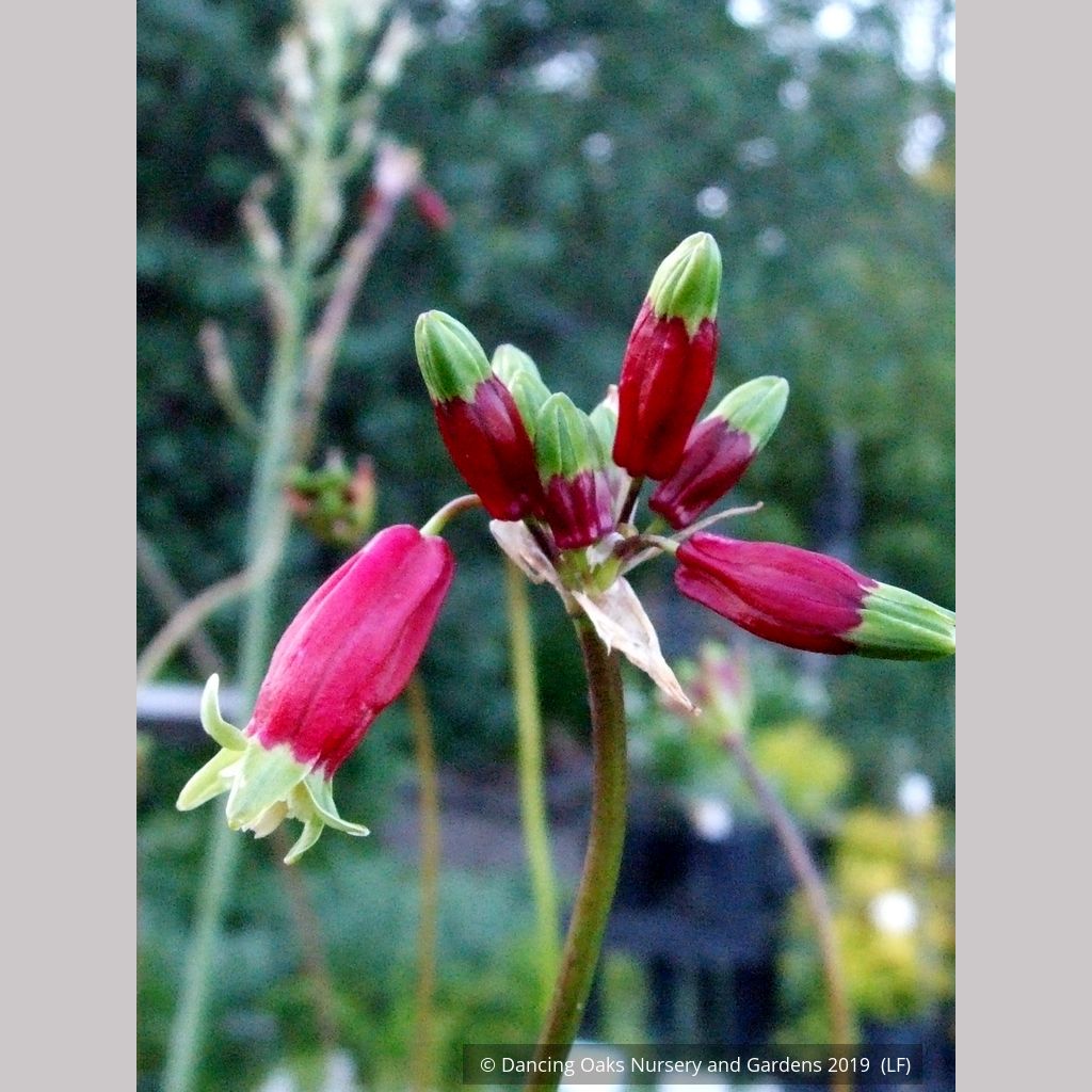 Dichelostemma ida-maia (syn. Brodiaea coccinea), Firecracker Flower ...