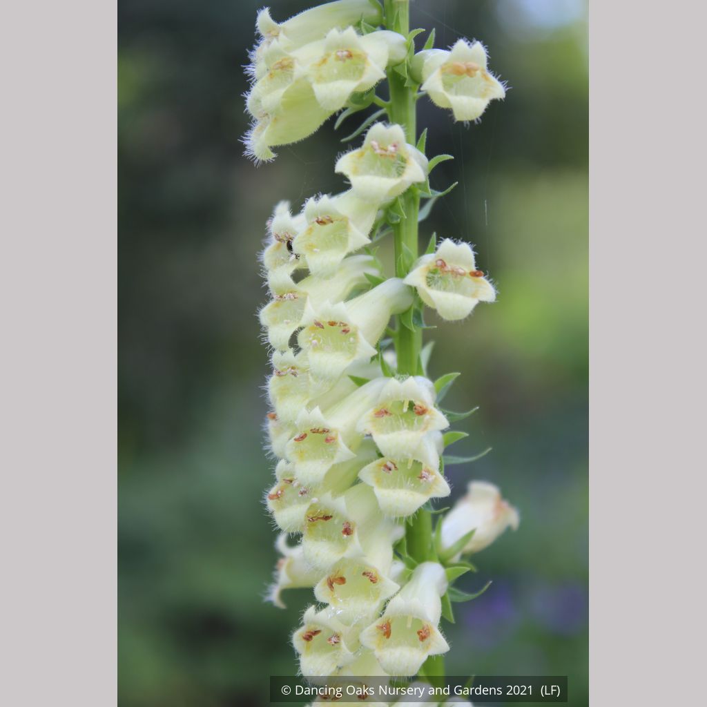 Digitalis species, Perennial Foxglove – Dancing Oaks Nursery and Gardens