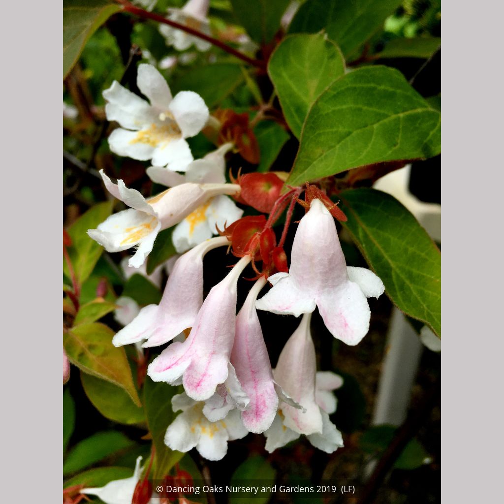 Dipelta floribunda, Rosy Dipelta or Chinese Honeysuckle Shrub – Dancing ...