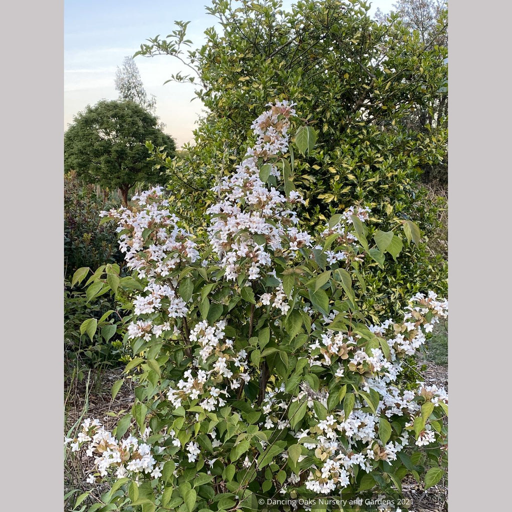Dipelta floribunda, Rosy Dipelta or Chinese Honeysuckle Shrub – Dancing ...