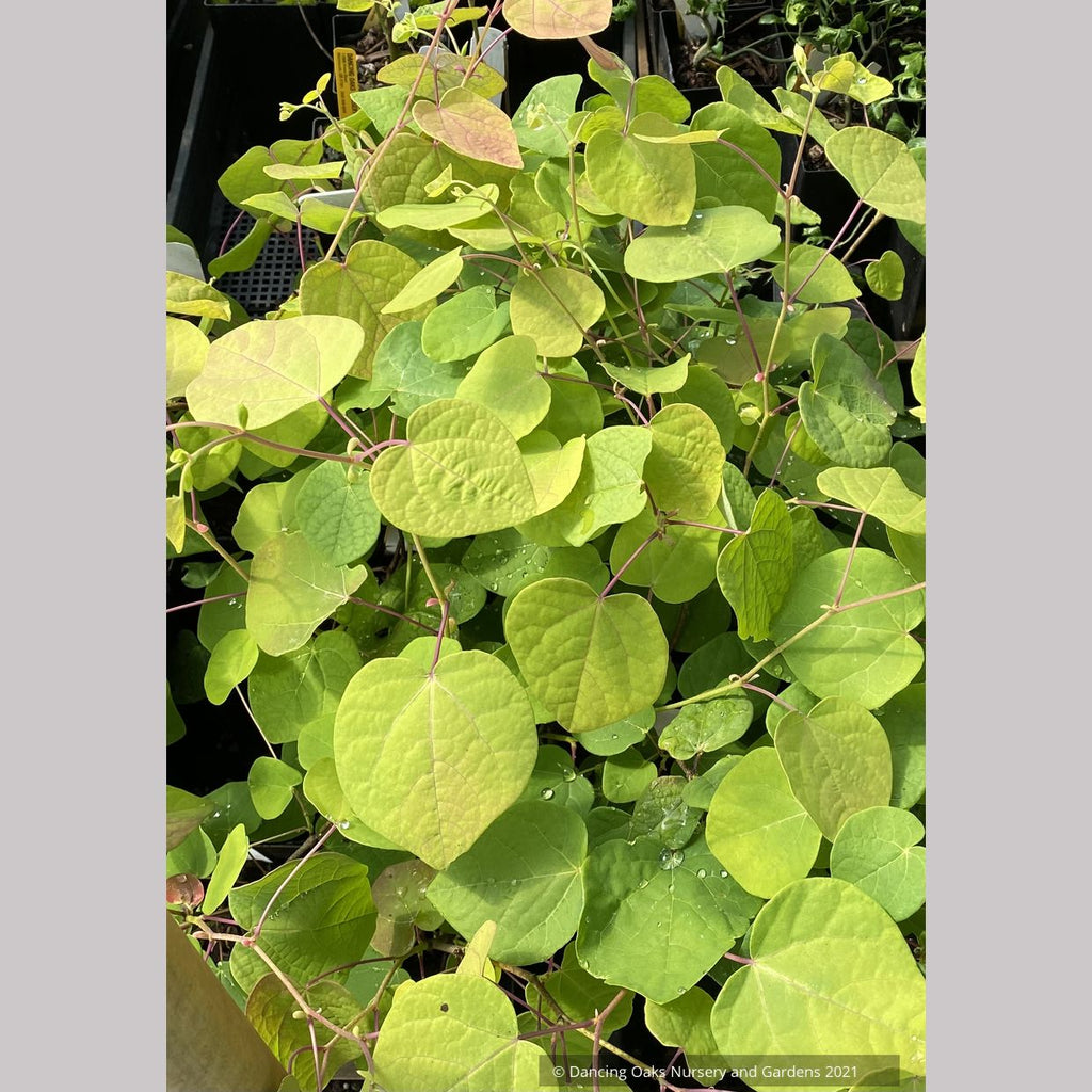 Disanthus cercidifolius, Redbud Hazel – Dancing Oaks Nursery and Gardens