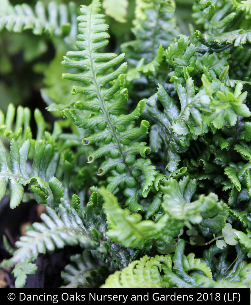 Dryopteris affinis 'Crispa Gracilis' – Dancing Oaks Nursery and Gardens
